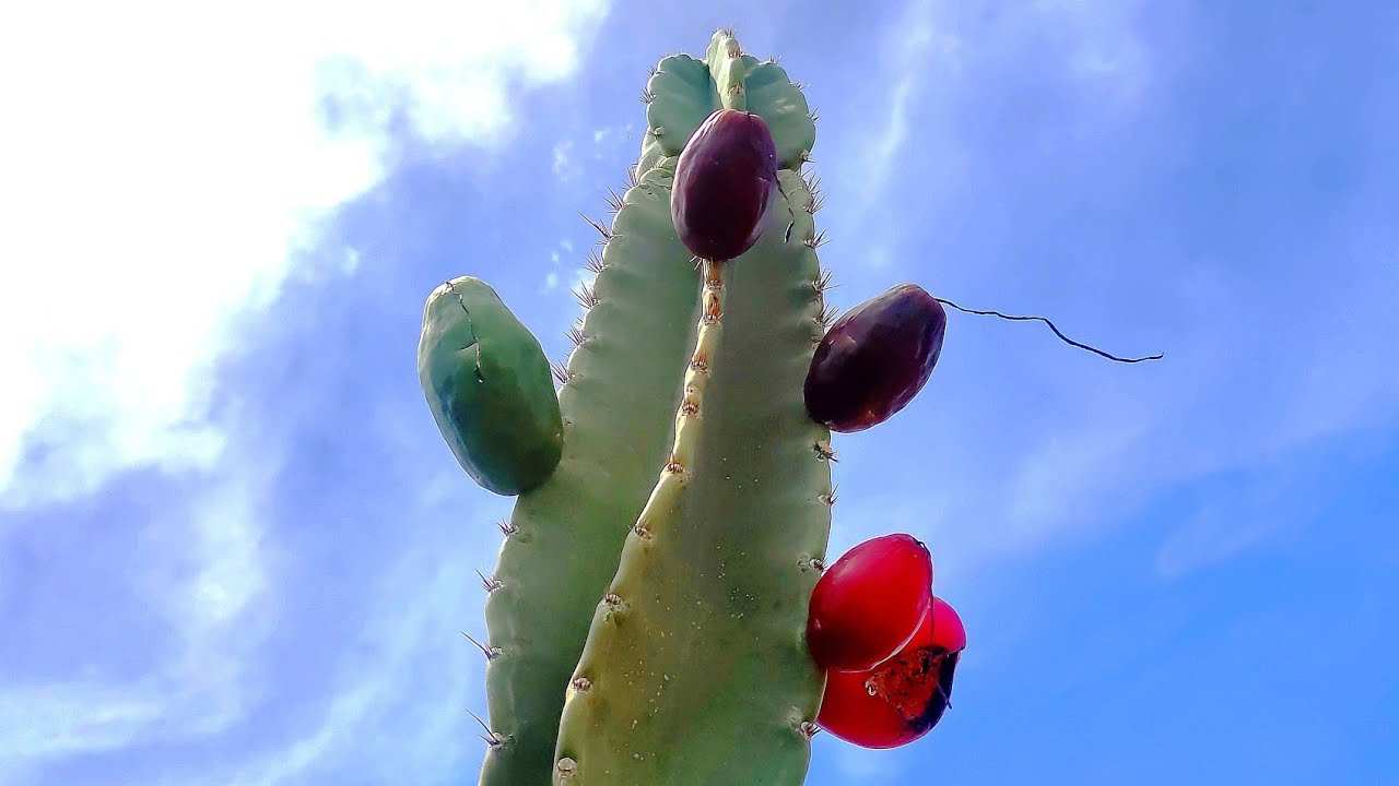 PÉ DE MANDACARU CHEIO DE FRUTAS VERMELHAS TÍPICA DO SERTÃO NORDESTINO # ...