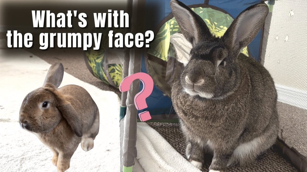 When Rabbit Turns Grumpy! How to Bring Back Happy Bunny. - YouTube