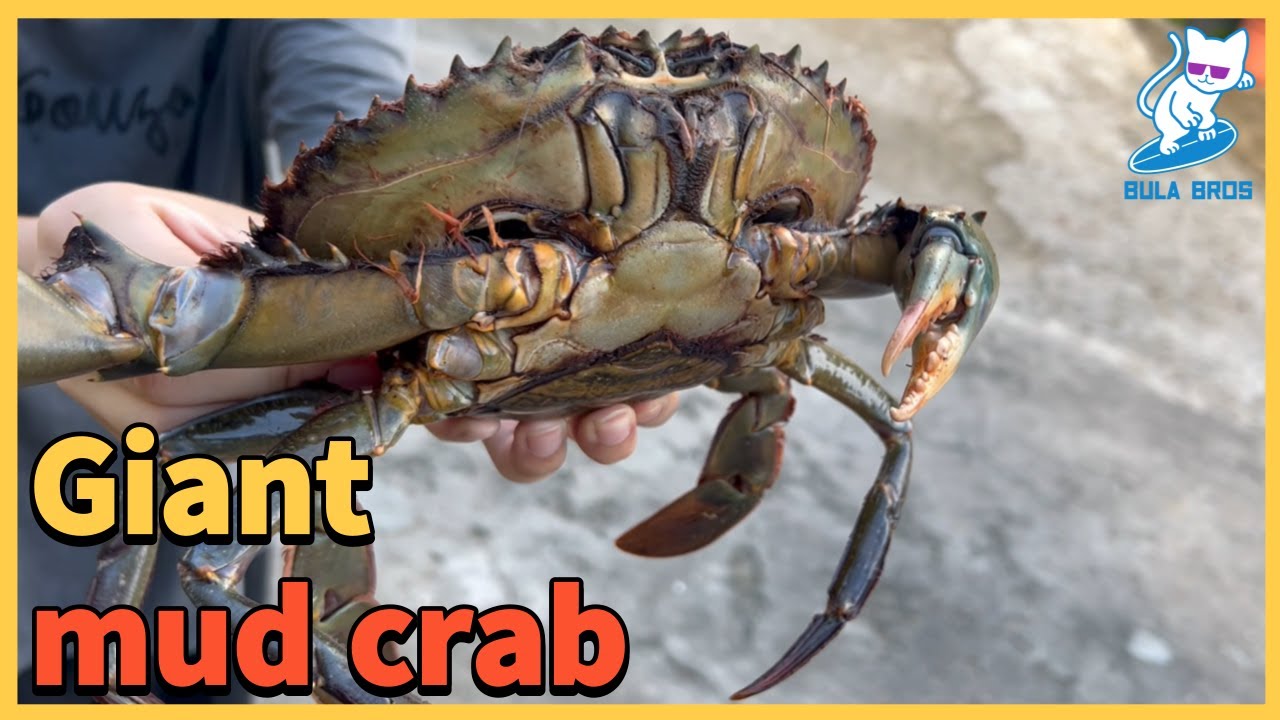 Fiji Giant Mud Crab - YouTube