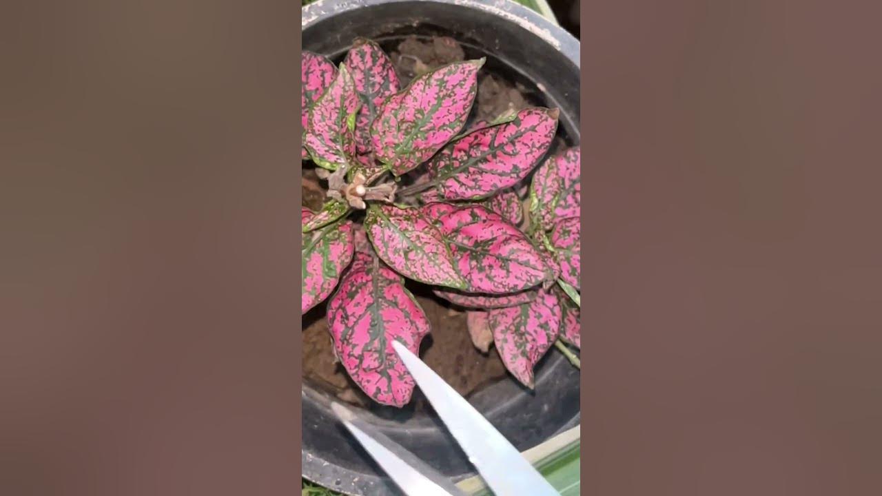 How To make polka dot plant Healthy bushy gardeningaesthetics how-to-make-polka-dot-plant-healthy-bushy-gardeningaesthetics