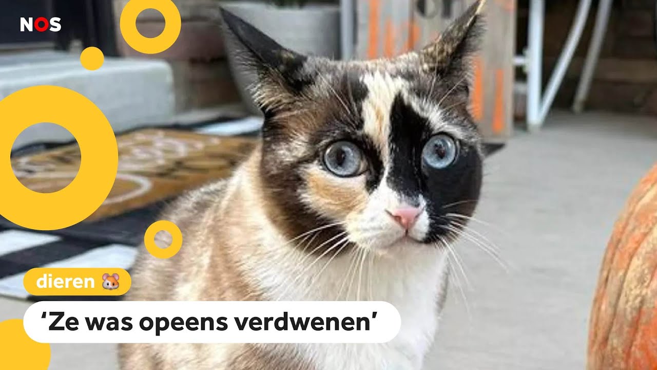 Kat verstopt zich in pakketje en reist 1000 (!) kilometer - YouTube