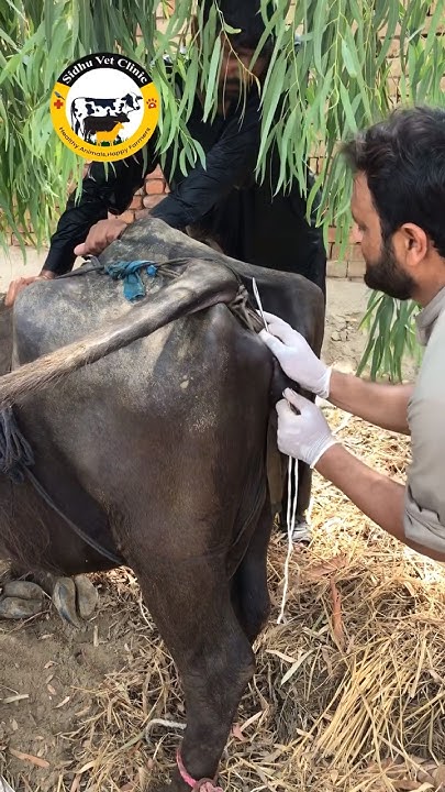 Buhner Suture || Surgery of uterine prolapse || how to prevent prolapse of uterus in cow - YouTube