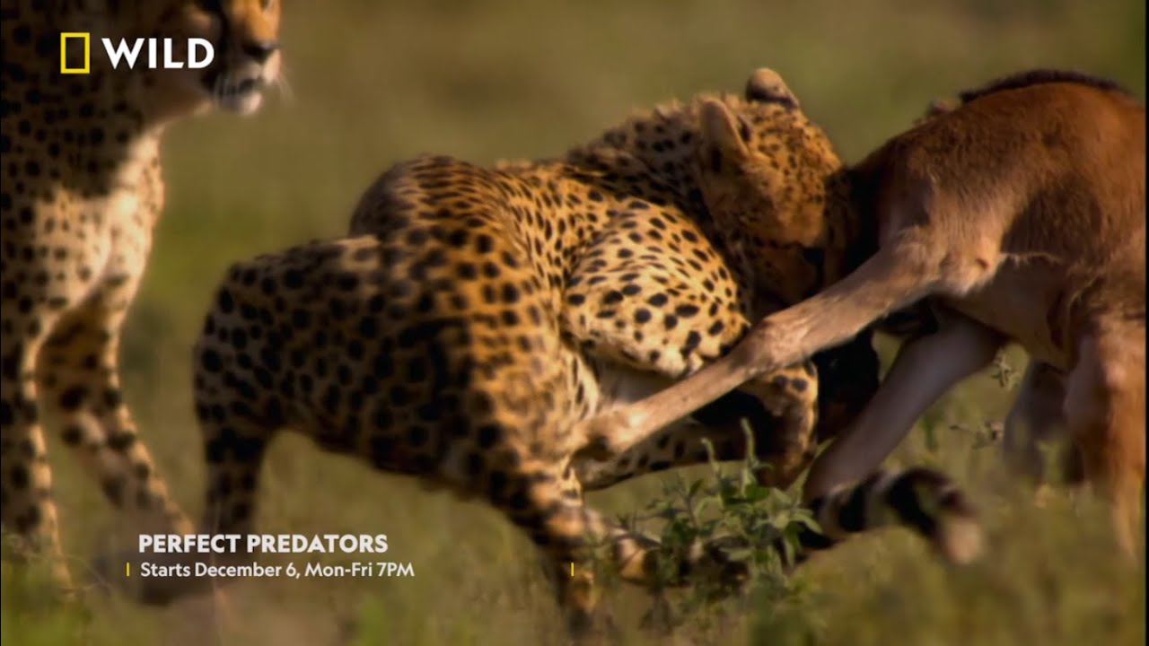 Perfect Predators | Mon-Fri, at 7 PM | National Geographic - YouTube