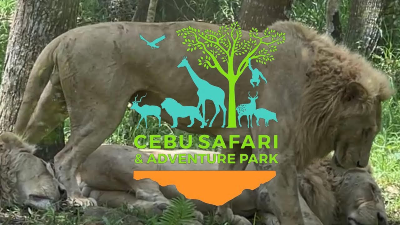 White Lion in Cebu?? Cebu Safari and Adventure Park, Carmen, Cebu ...