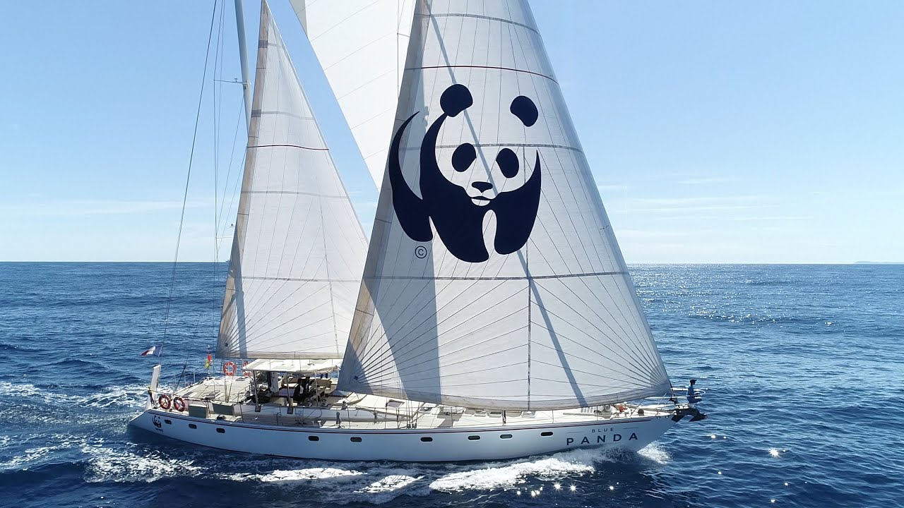 WWF Blue Panda in the Pelagos Sanctuary - YouTube