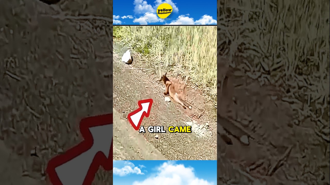 She Found a Fox With Paralyzed Legs #kindness #shorts - YouTube