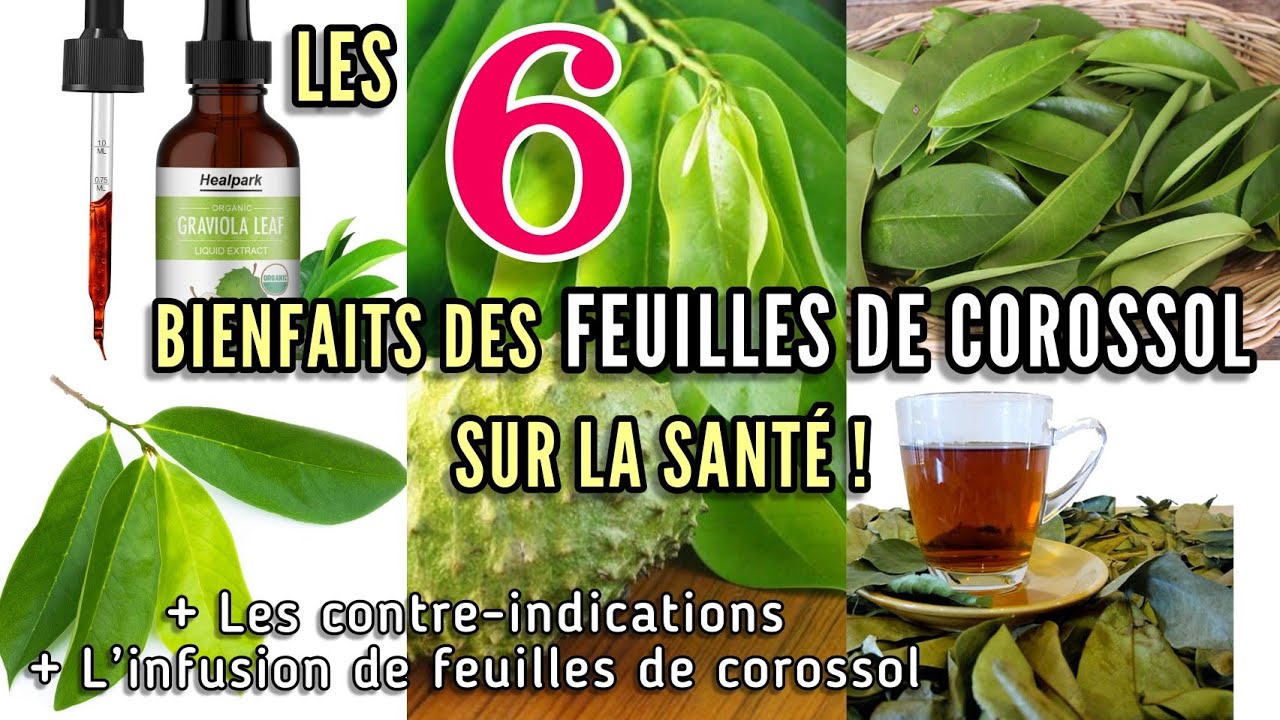 Les bienfaits des feuilles de corossol sur la santé ! - YouTube