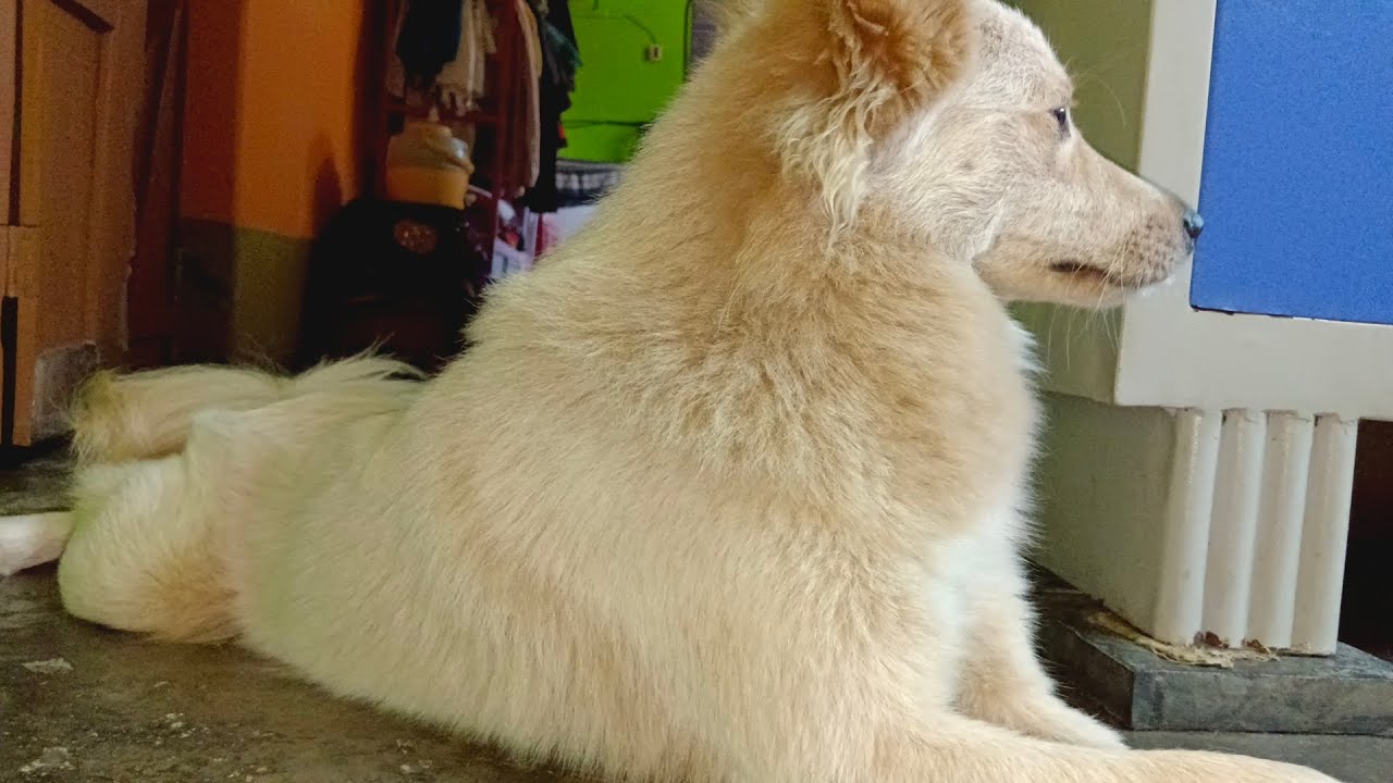 how to training dog cat pet puppy dogs pets rottweiler puppies Labrador ...