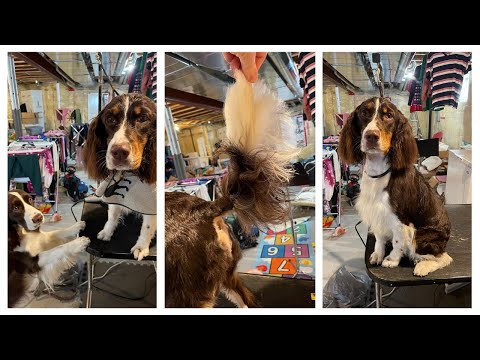 Long-Tailed English Springer Spaniel Grooming Instructions [Expert Opinion]