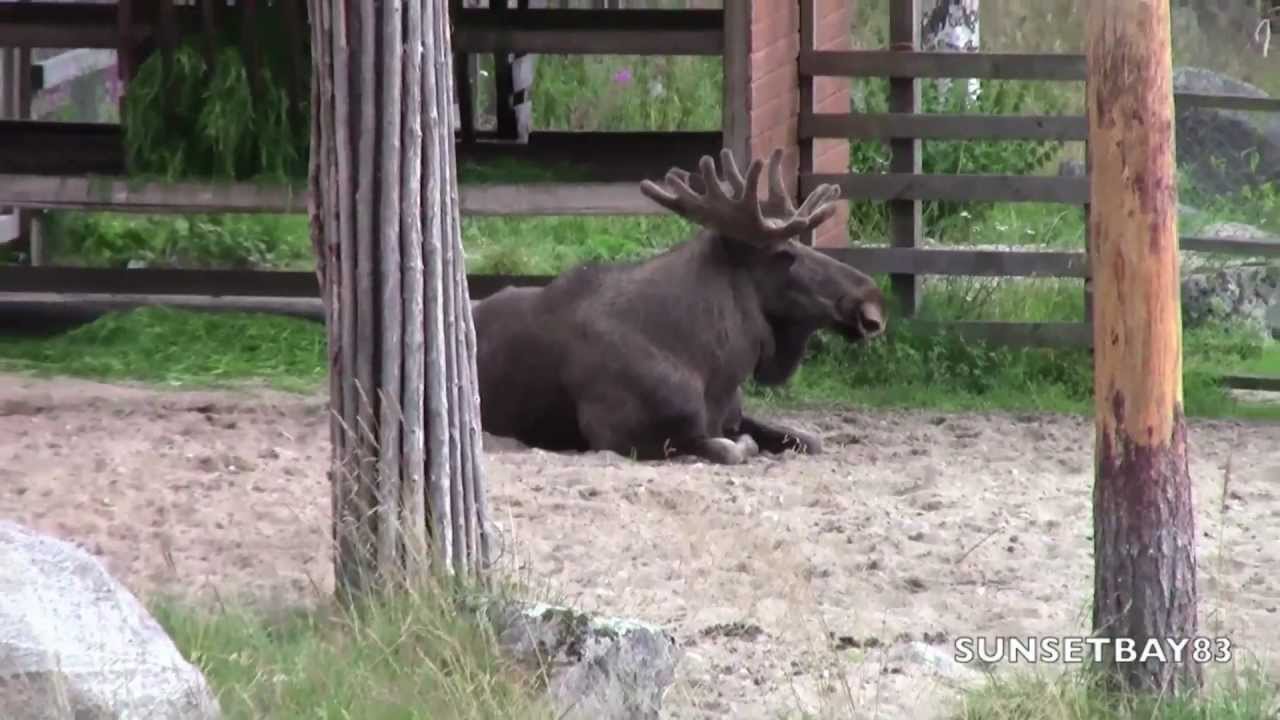 A lot of animals in Ranua Zoo, Finland - YouTube