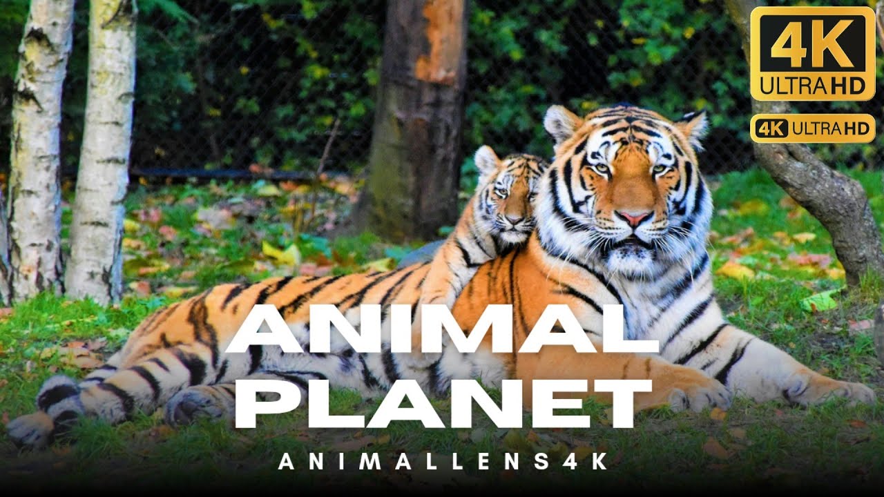 4K Video Animal Planet Ultra HD - YouTube
