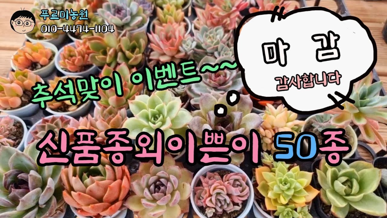 ๐ค์ ํ์ข
์ธ์ด์๋ค์ก50์ข
~์ถ์๋ง์ด์ด๋ฒคํธโก ๐ผ๐ธ๐๋ค์ก๋์ฅ ๋ค์กํ๋งค๋ค์ก์๋ฌผ๋ฐ๋ ค์๋ฌผ์ฅ๋ง๋น์ฌ๋ฆํด๊ฐ๋ฐ์์์ฒญ์ฃผ๋ค์ก์ถฉ๋ถ๋ค์ก