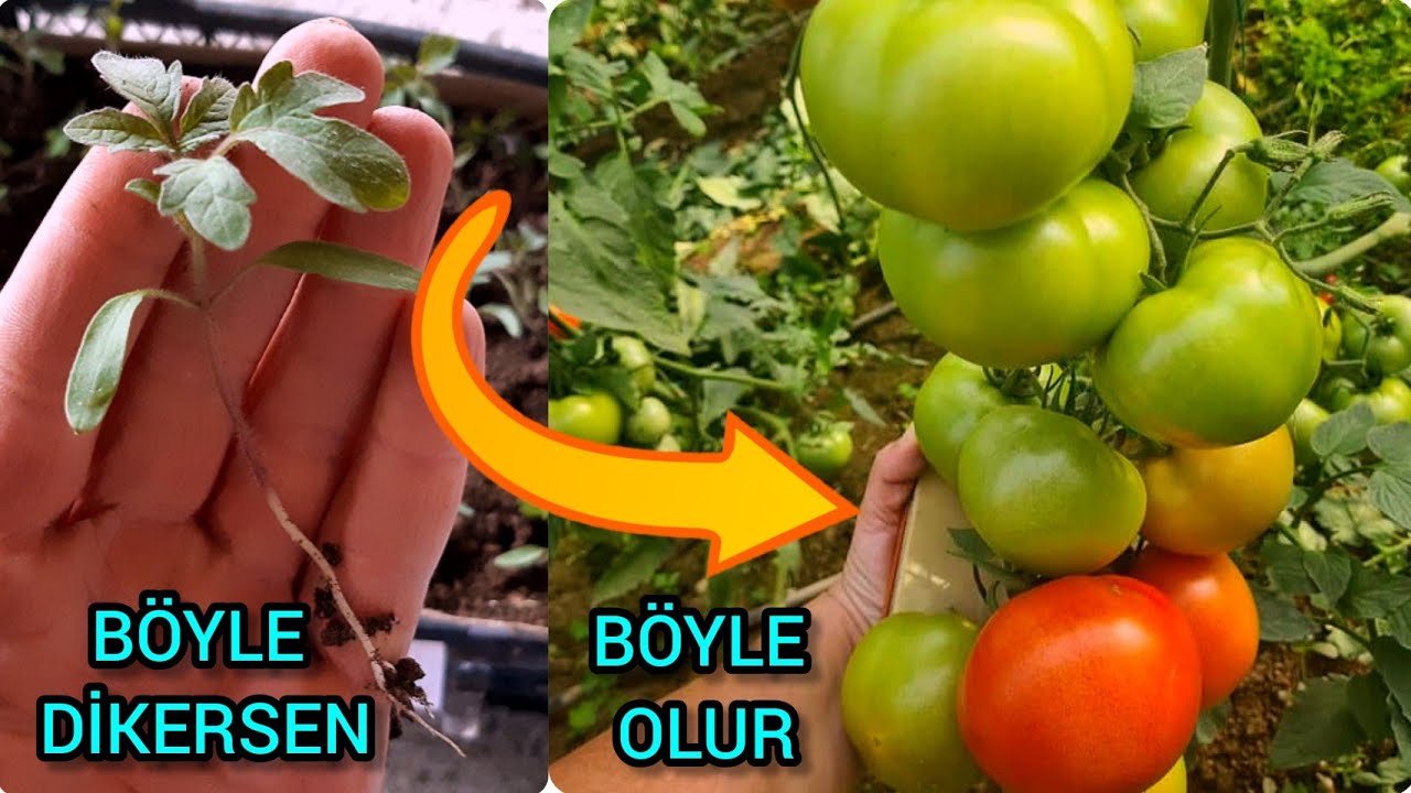 Domatesler Neden Bu Kadar Çok Domates Verir Domates Fide Şaşırtma Nasıl ...