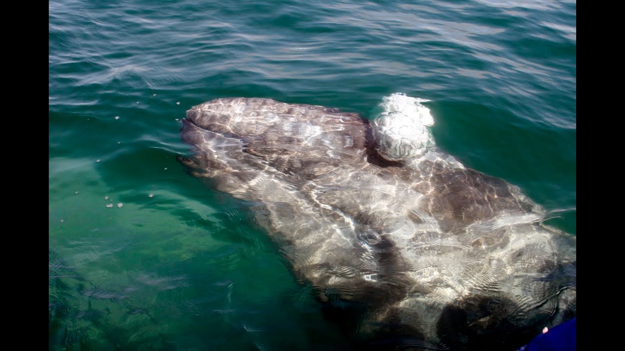 "Migration" - Birdsong meets gray whales in San Ignacio Lagoon! - YouTube
