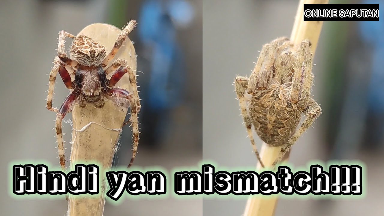 Gagamba Fight Muntik na hindi matapos! - YouTube