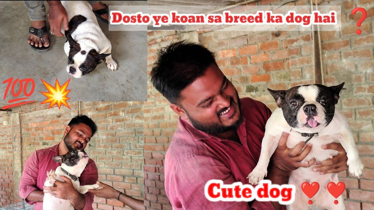 Ye koan sa breed ka dog hai || Cute female dog || Long Coat Jarman ...