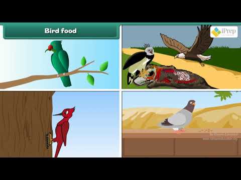 Class 3 EVS Chapter - 8 "Flying High" english Environmental studies ...