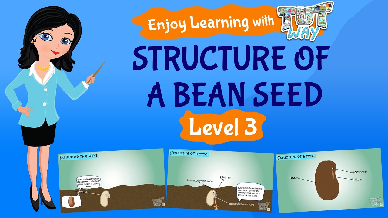 Structure Of Seed Parts Of A Seed TutWay YouTube structure-of-seed-parts-of-a-seed-tutway-youtube