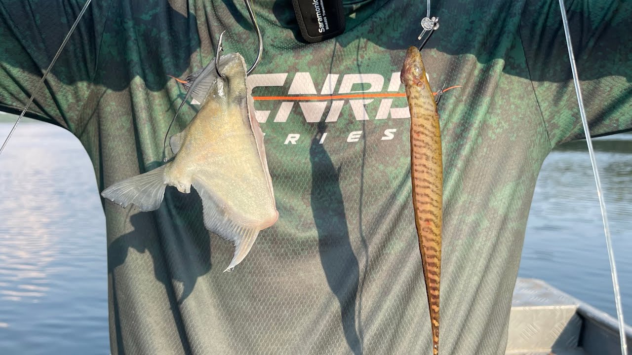 QUAL É A MELHOR TUVIRA OU ISCA BRANCA? - YouTube