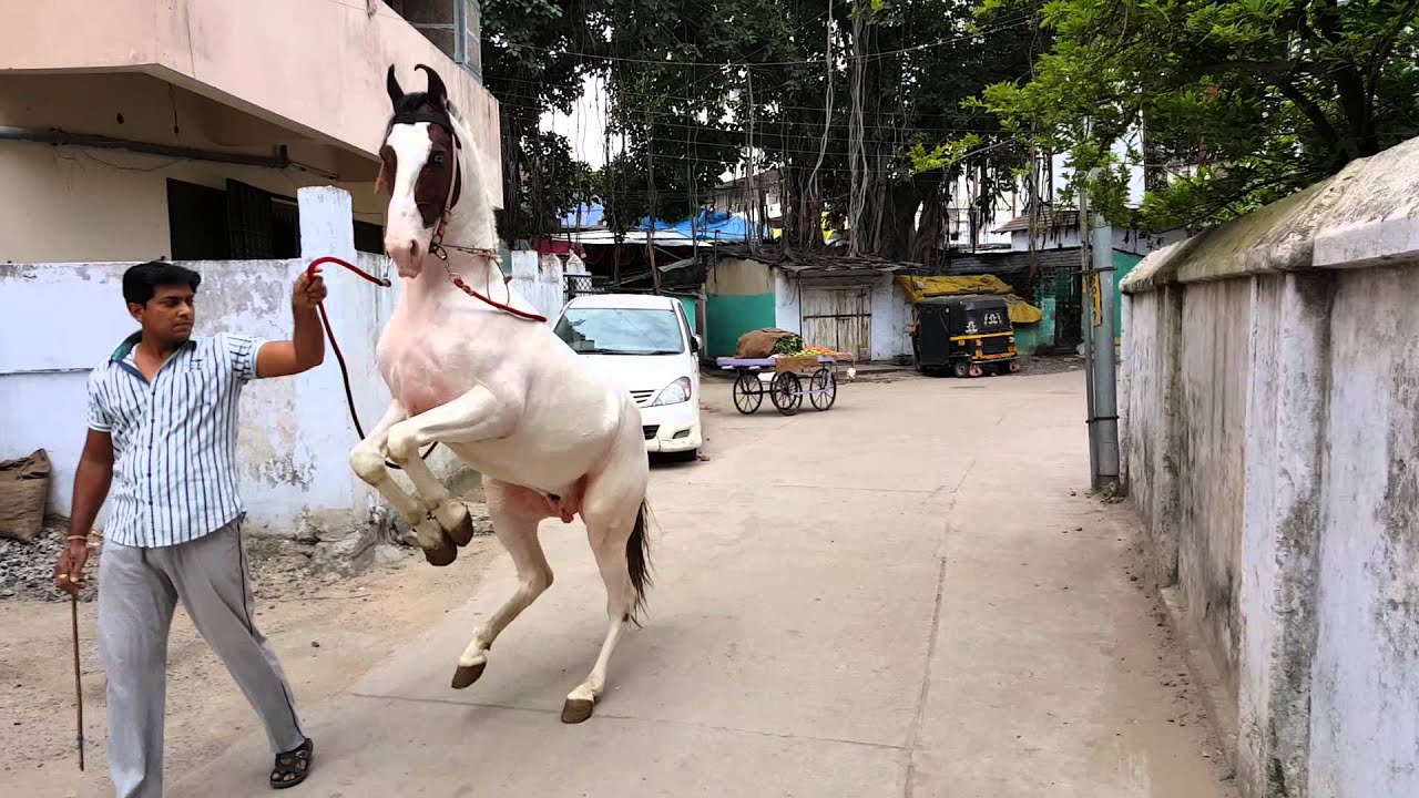 Nagpur wedding horse 9822728181 - YouTube