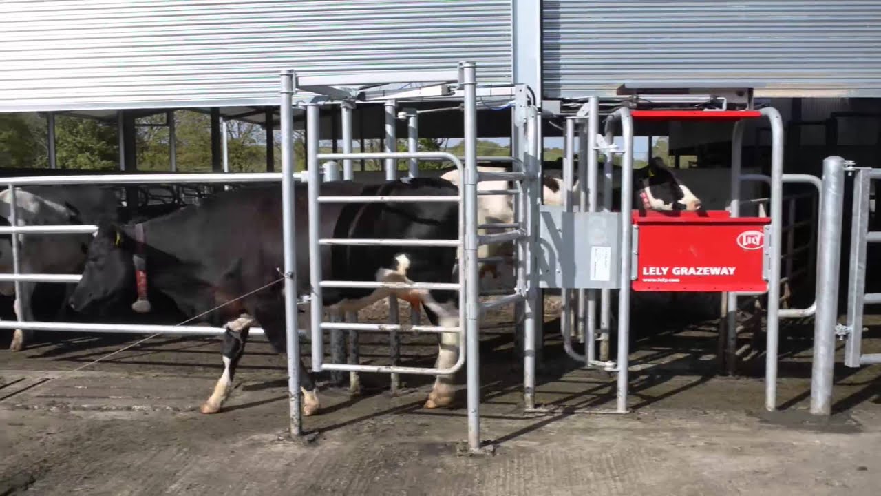 Milking Robots - YouTube