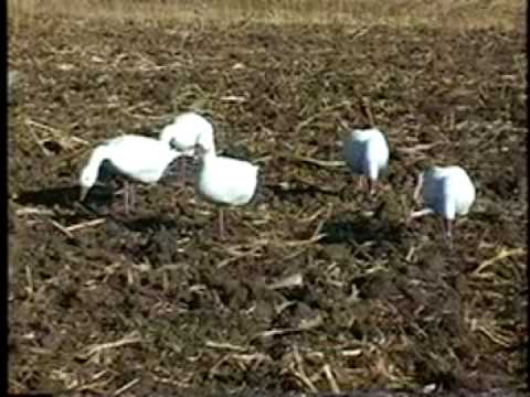 Geese II Motion in Action, a product of Decoy Motion Masters - YouTube