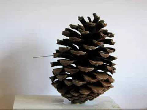 closing pine cone time-lapse - YouTube