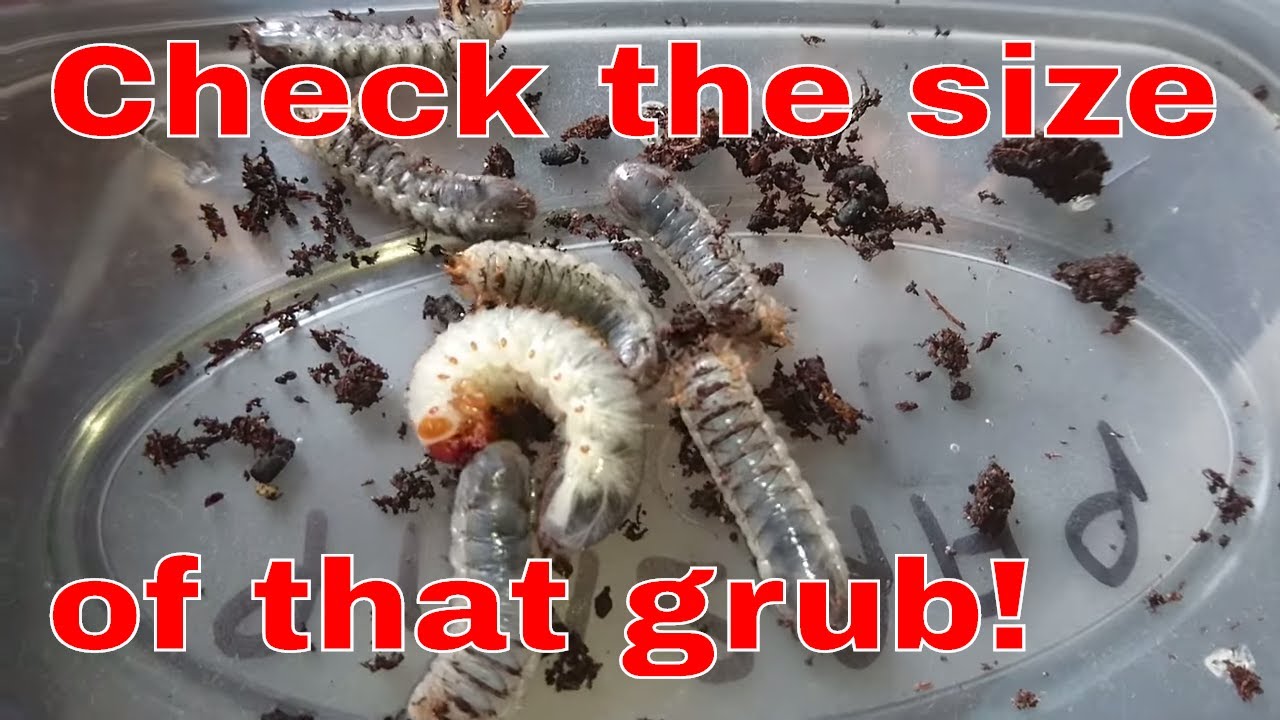 Giant grub, Camel Spider loses legs and Moth update - YouTube