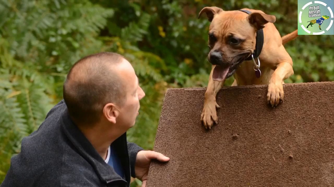 Staffordshire Bull Terrier Sporting Club - YouTube