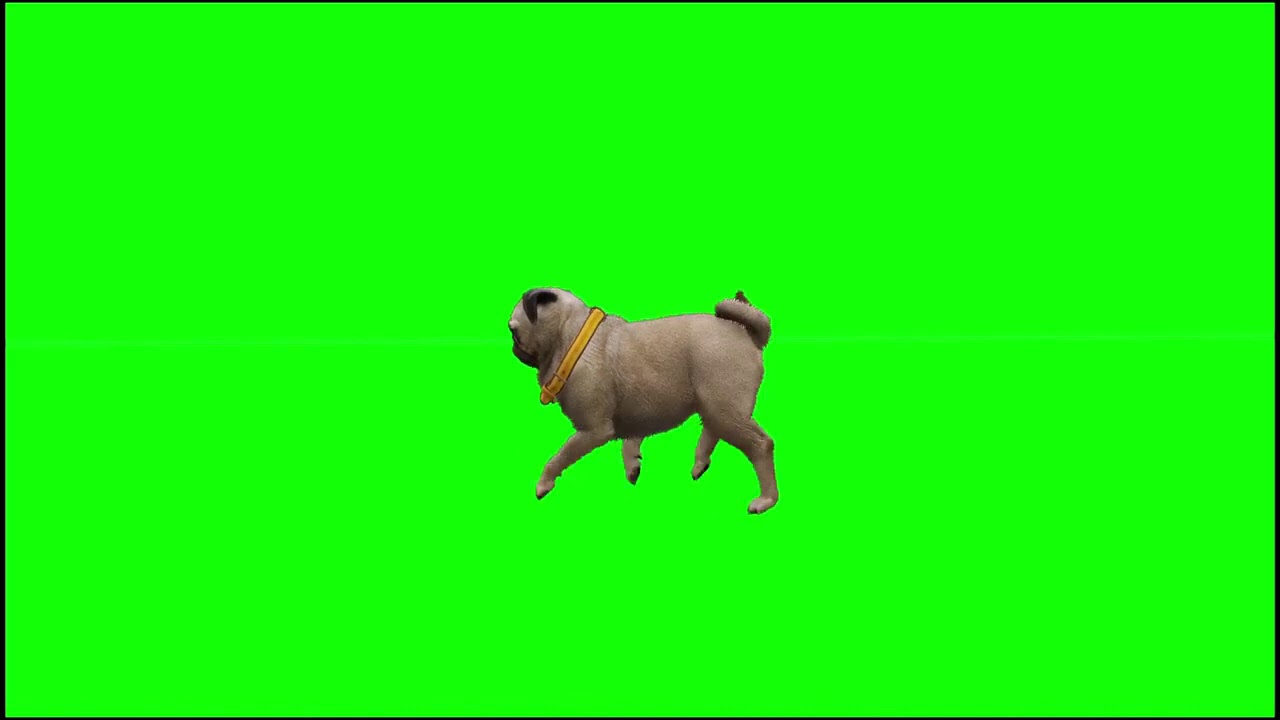 Pug Dog Green Screen Effects Video | Dog Pug Screen Videos | Chroma Key ...