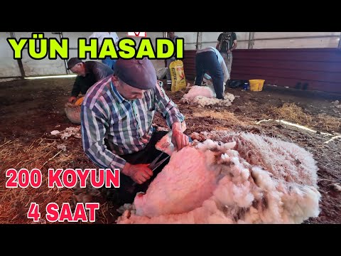 200 KOYUN 4 SAATE YÜN HASADI...KAÇ KİLO YÜN.KAÇ PARA HARCADIK