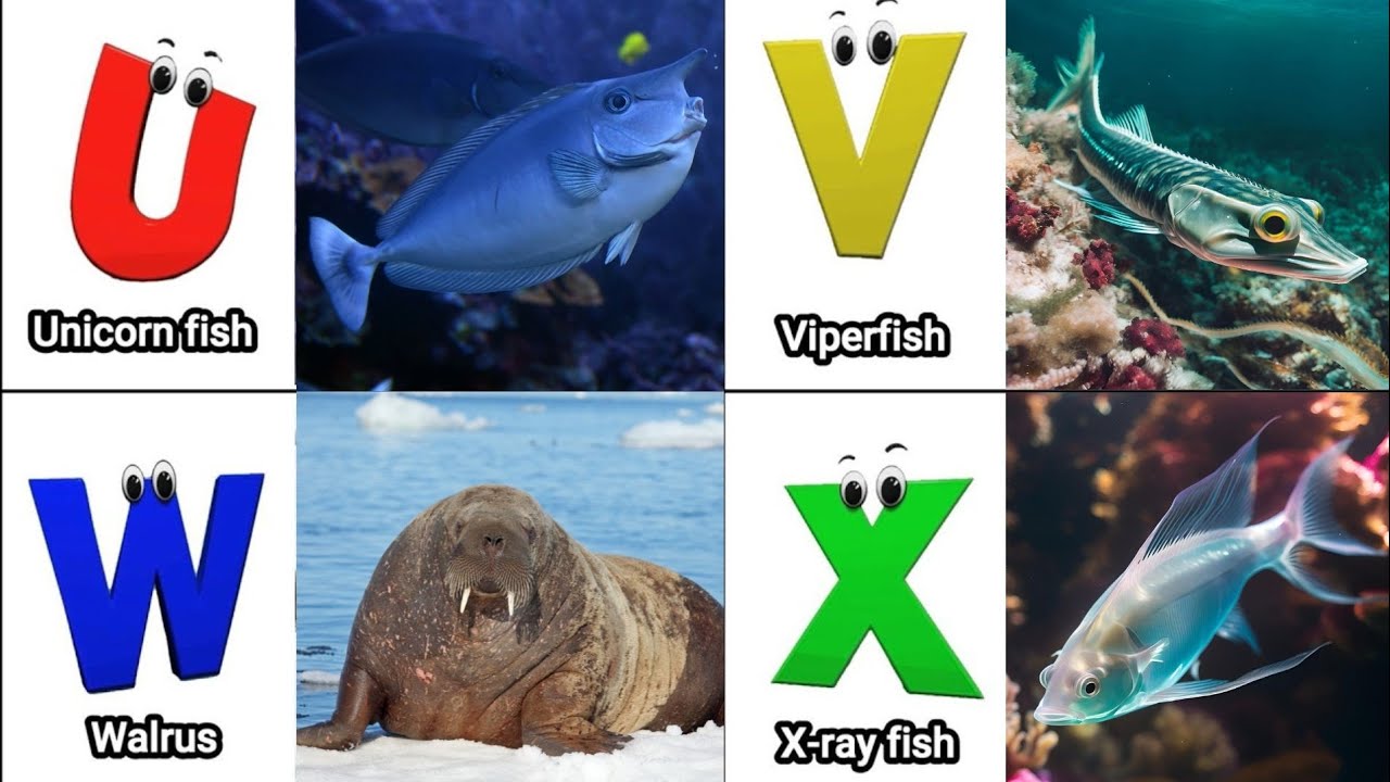 ABC Sea Animals | ABC Safari Animals 18TH1420 | Alphabet Animals Song ...