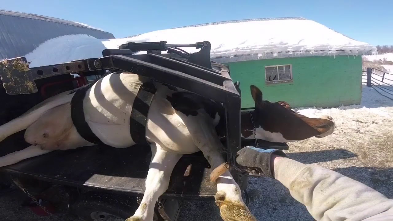 Trimming Cows Hoofs 🐮 - YouTube