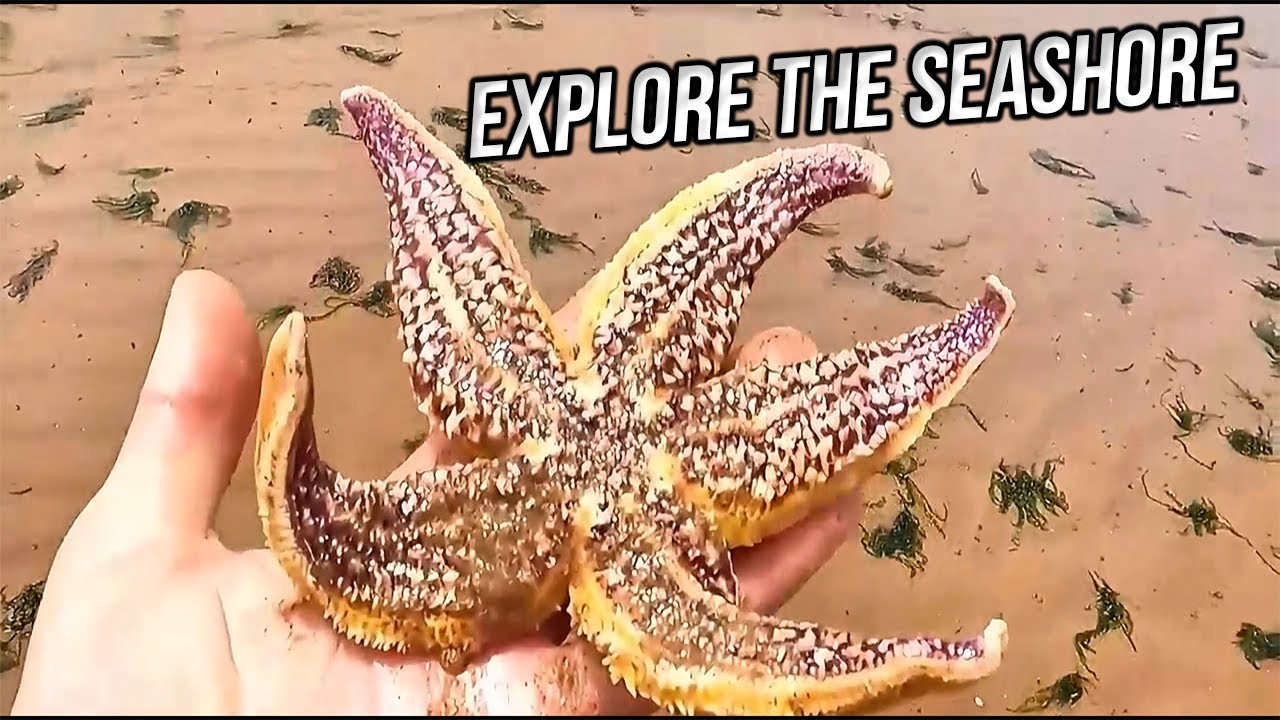 Catching Sea Creatures: How to Catch Tiny Shells and Mini Crabs After ...