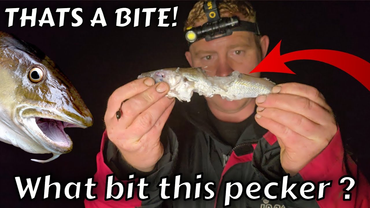 BIG FISH HITS THE BAIT FISH! Time to gear up! UK sea fishing # ...