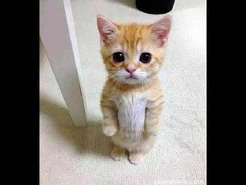 hayvanların sevimli halleri,funniest animals,