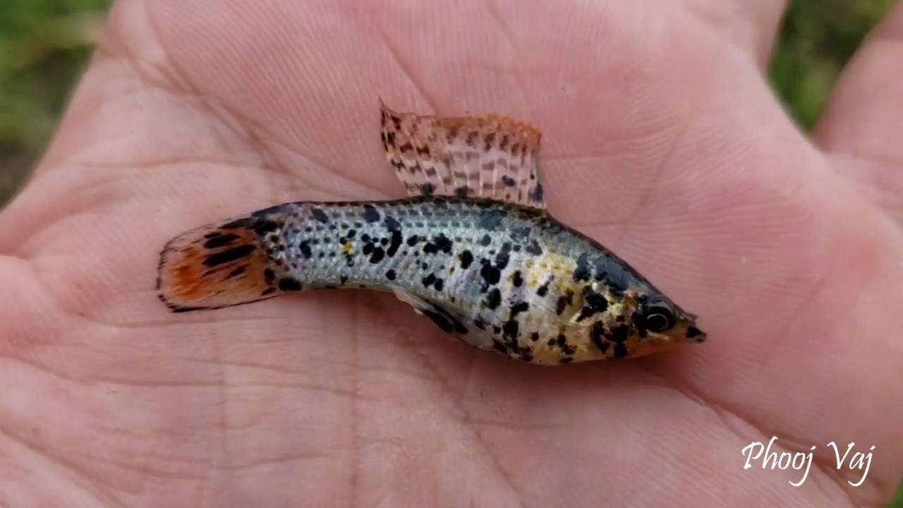 Wild Molly Mixes - 6/9/2020 - YouTube