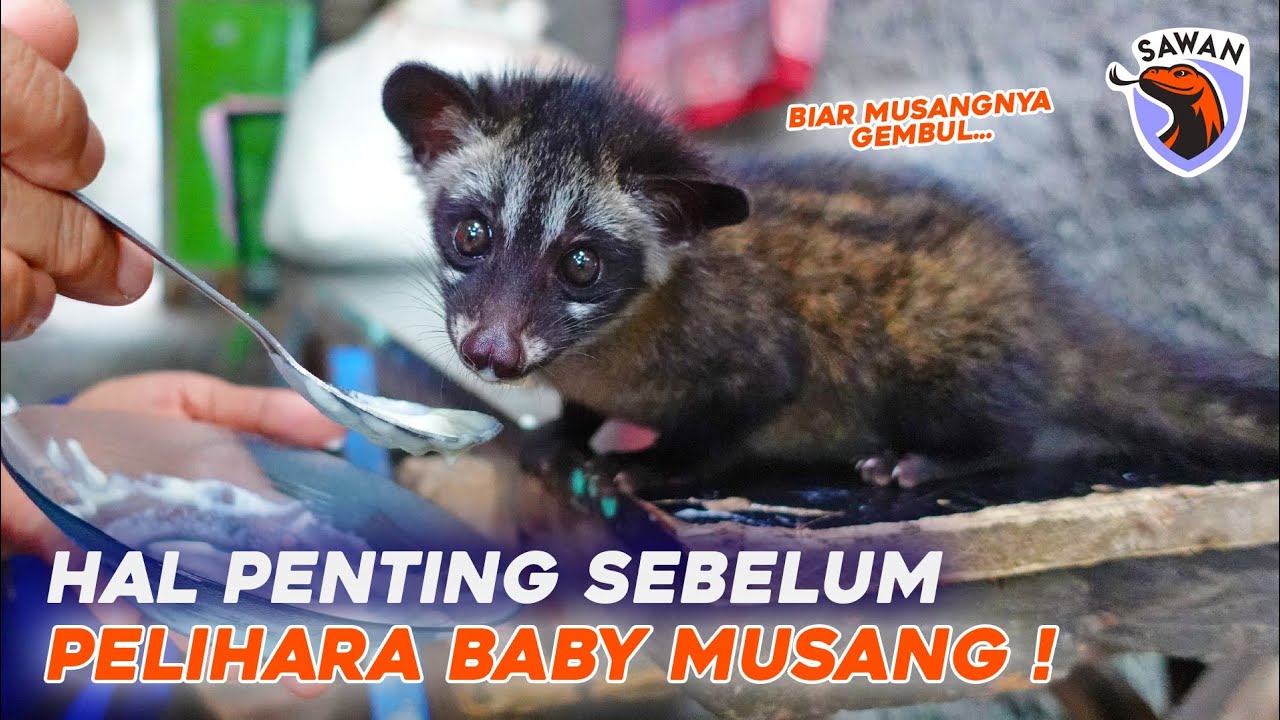 HAL PENTING SEBELUM PELIHARA BABY MUSANG ! #SAWAN - YouTube
