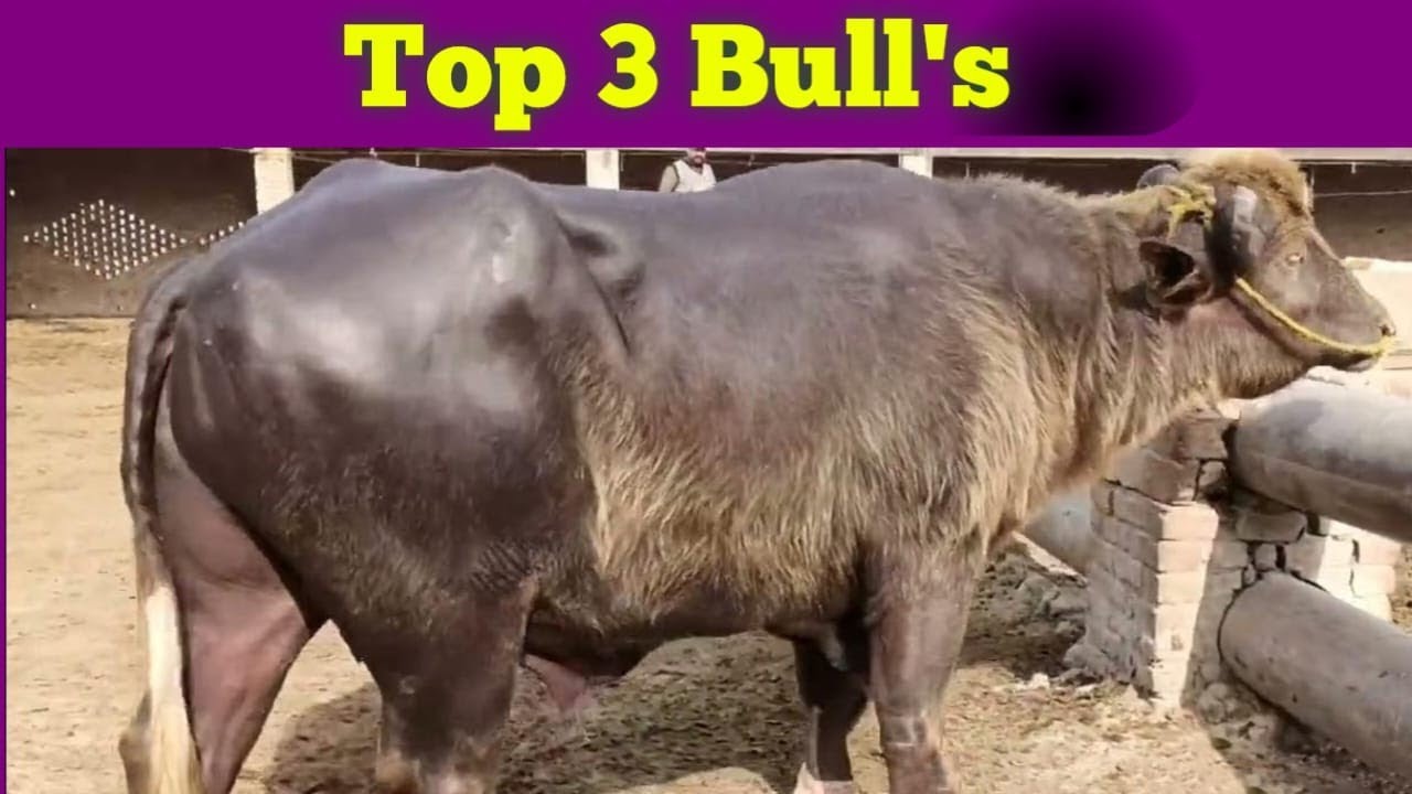 Top 3 Nili Bull's 🦬 || Beautiful High Milking Buffaloes || 23/02/24 ...