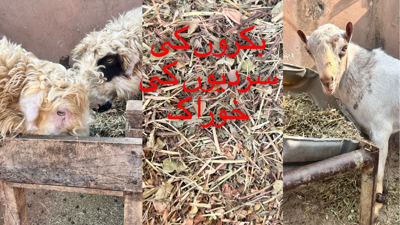 Bakron Ki Sardiyon Ki Routine | Sh Usama Pets VLOGS |#winterdiet - YouTube