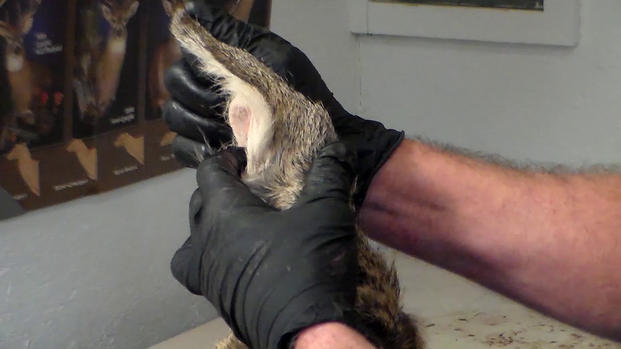 Booker's Ear Buster Demonstration Video - YouTube