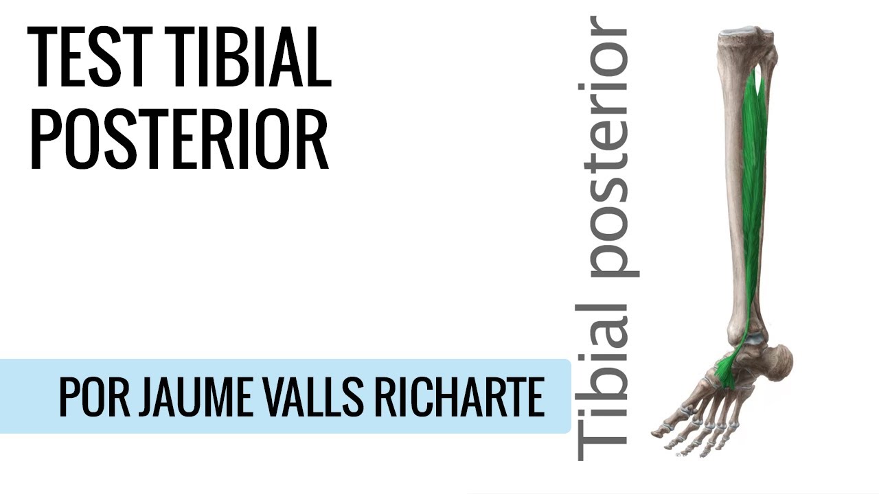 Test Tibial Posterior - YouTube