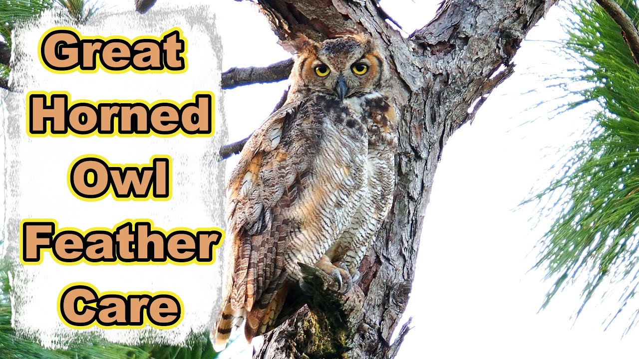 Great Horned Owl Preening Feathers - YouTube