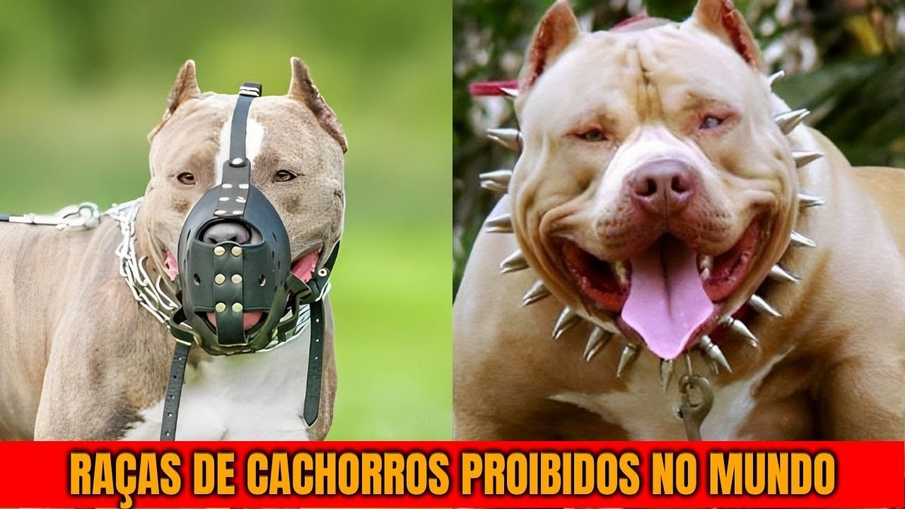 8 Raças de cães mais proibidos no mundo! - YouTube