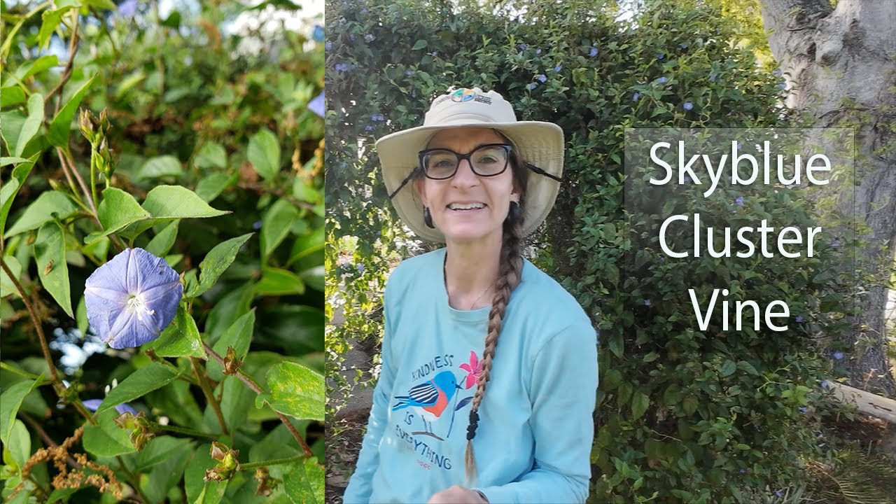 Skyblue Cluster Vine - winter blooming, endangered native for ...