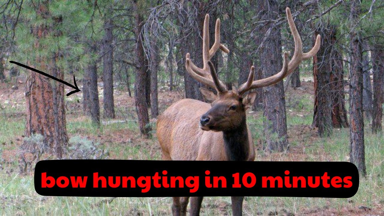 BOW HUNTING KILL SHOTS - YouTube