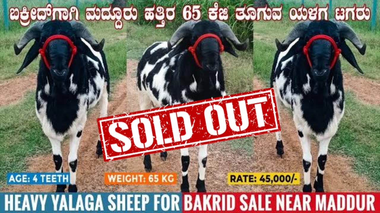 Bakrid 2021: YALAGA Sheep for Sale | Rams for Sale | Bakrid Qurbani ...