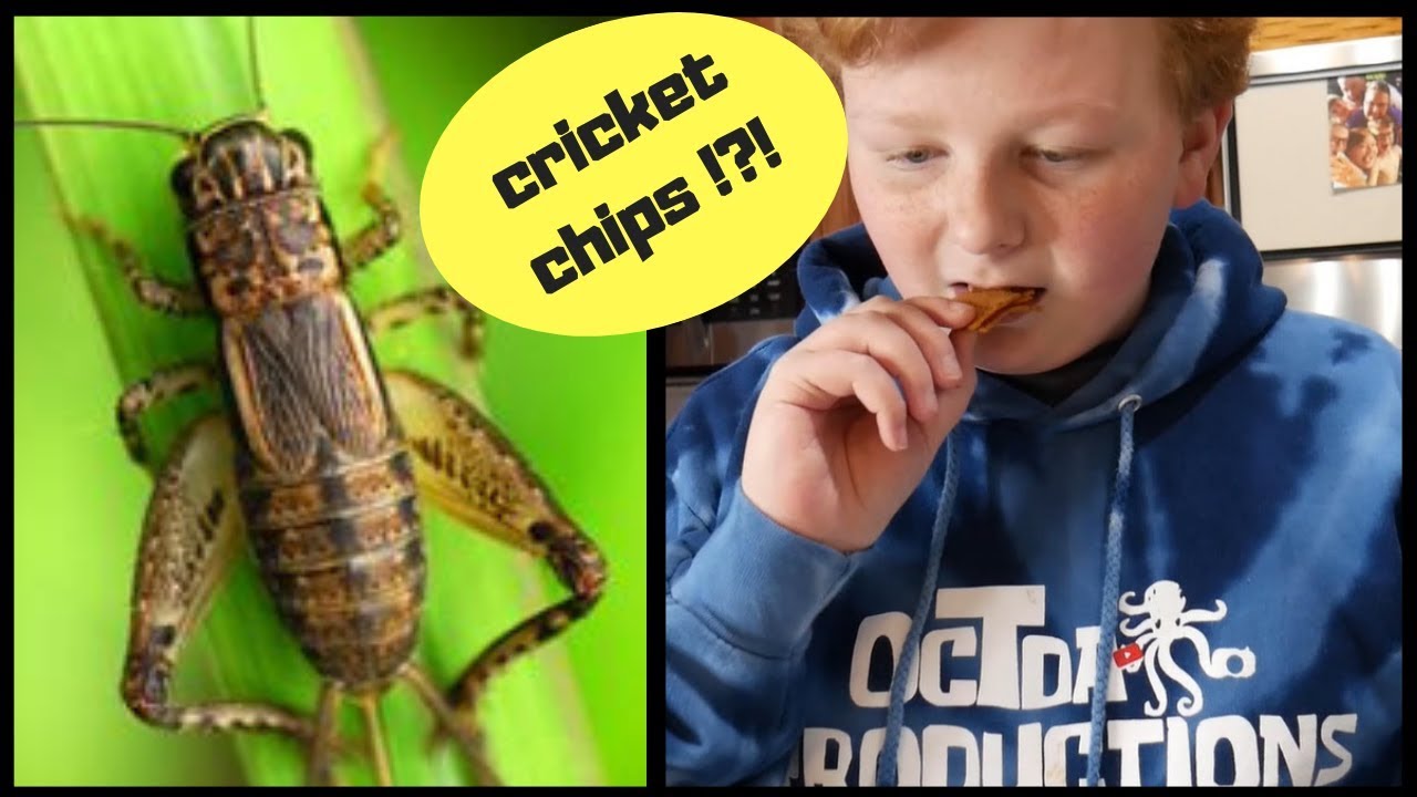 MAKING CRICKET CHIPS! - YouTube