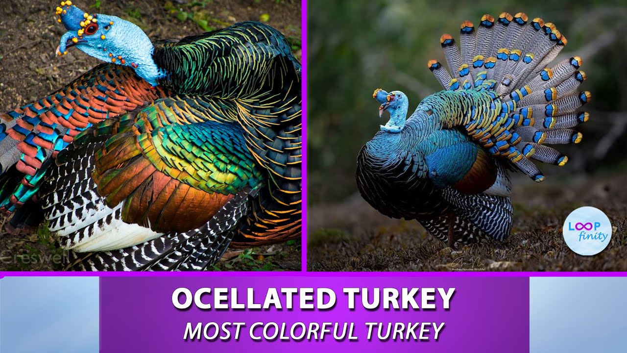 This is the most Colorful Turkey | Ocellated Turkey - YouTube