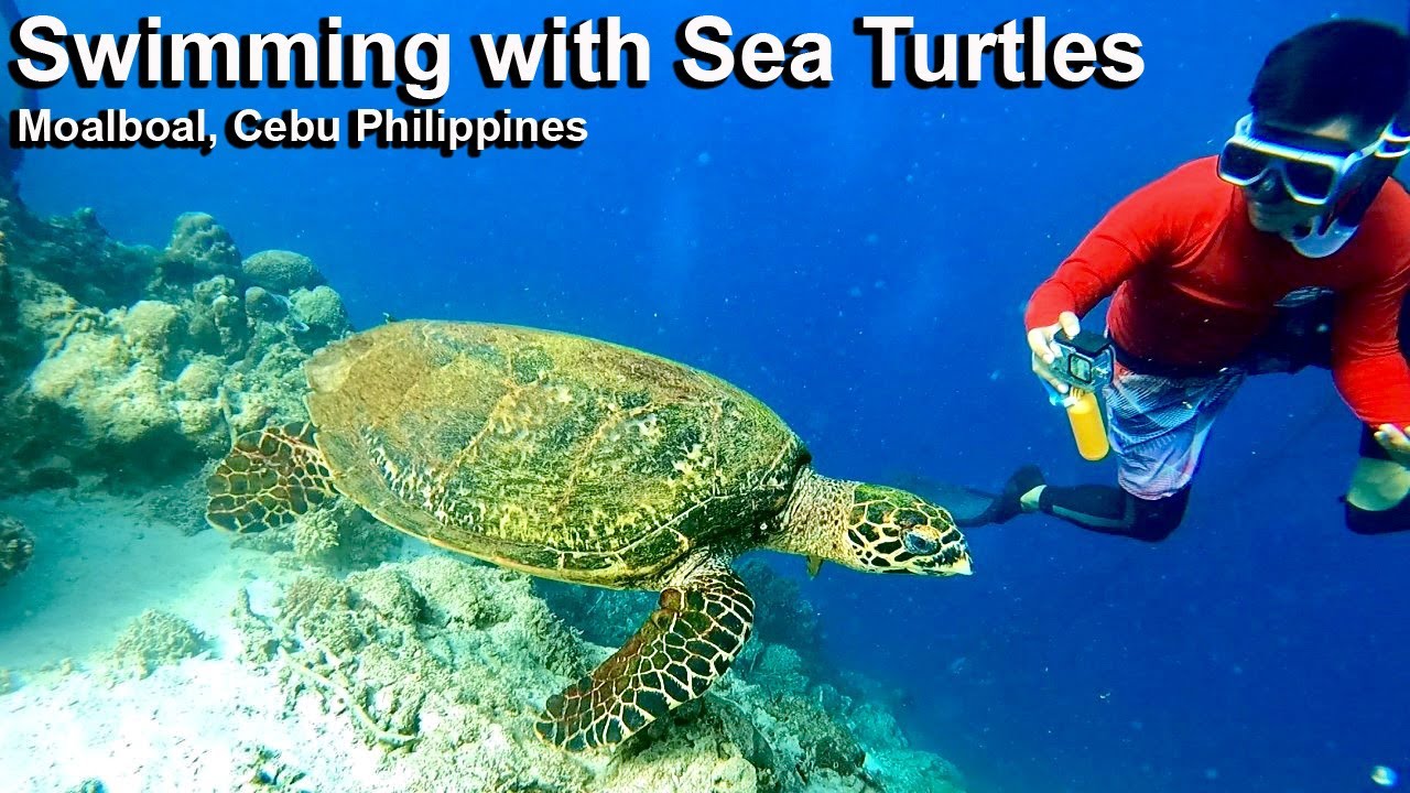 Swimming with Sea Turtles in Moalboal, Cebu Philippines! - YouTube
